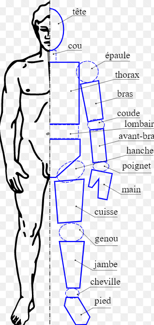 Parties Du Corps Humain Diagramme Médical Des Parties Du Corps Humain